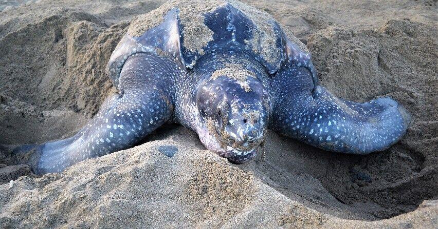 Changing leatherback nesting cycles | Features Local | trinidadexpress.com