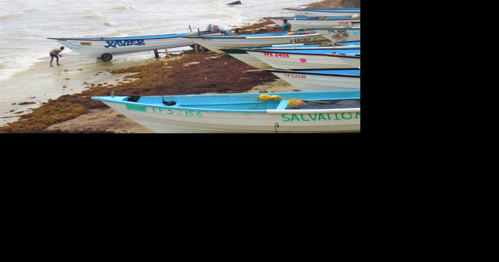 Flies swarm rotting seaweed: Residents want help | Local News ...