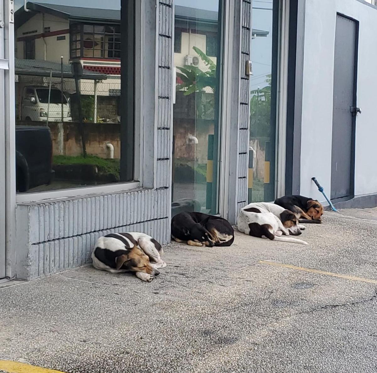 Deal with aggressive stray animals | Letters to Editor ...