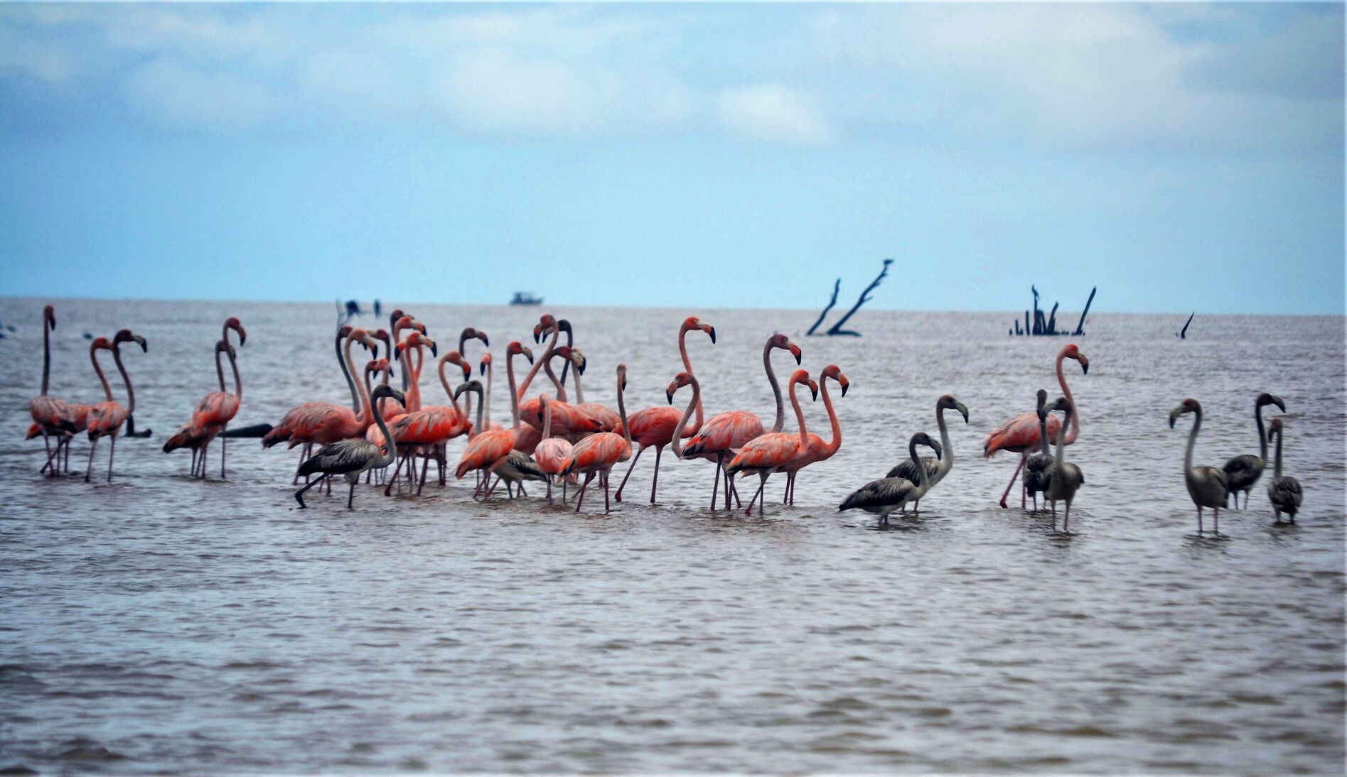 Our flamingo | Features Local | trinidadexpress.com