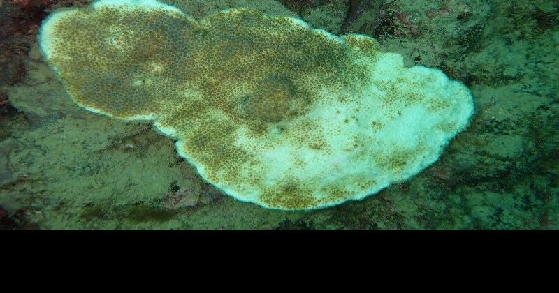 Protecting Tobago’s corals | Features Local | trinidadexpress.com