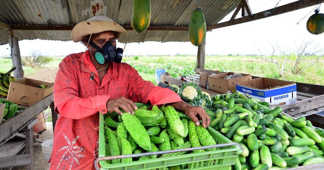 Enough food supplies amid Covid-19, says Gopee-Scoon | Local Business ...