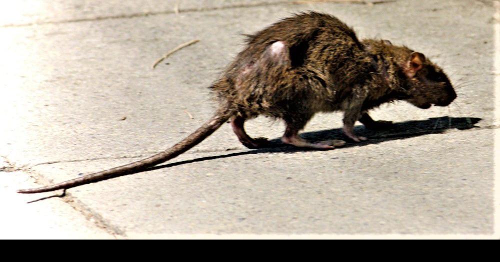 Deadly Lepto warning: Here's what you need to know | Local News ...