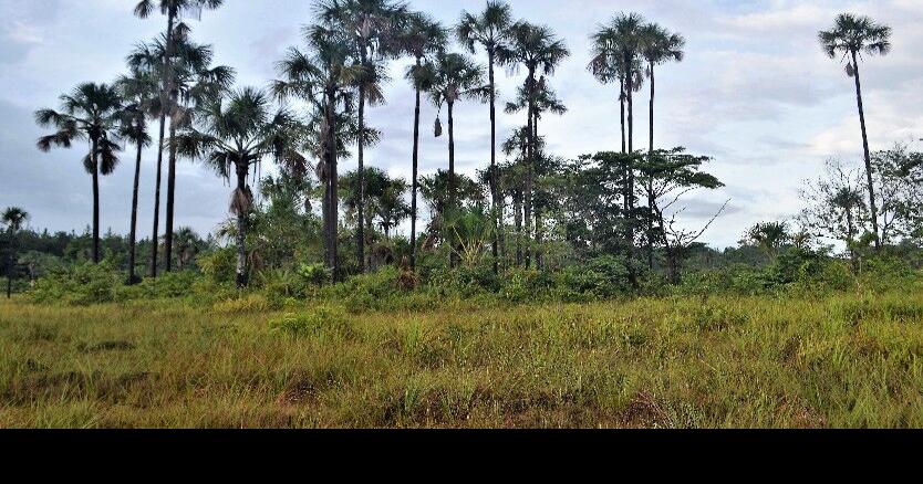 Trekking through Aripo Savannas | Features Local | trinidadexpress.com