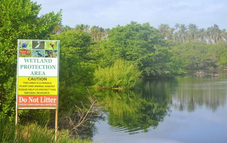 Protecting the wetlands | Features Local | trinidadexpress.com