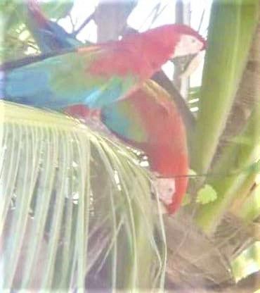 Tears over macaw killed by hunter | Local News | trinidadexpress.com