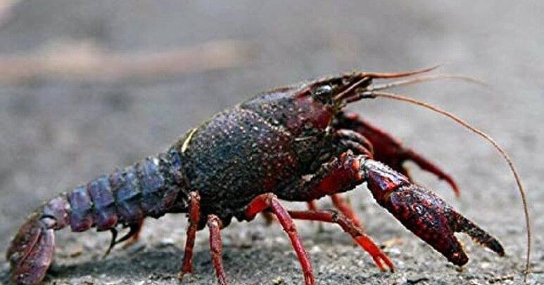 The elusive crayfish | Features Local | trinidadexpress.com