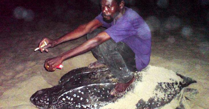 A mother’s sacrifice Please don’t sit on nesting turtles | Features ...