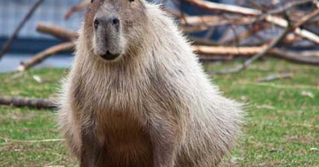 Hunt for guns leads to Capybara | Local News | trinidadexpress.com