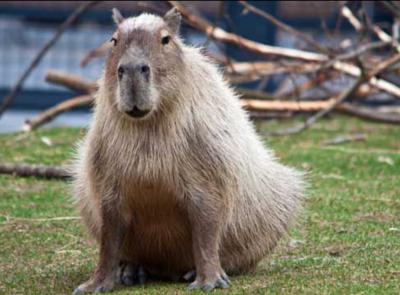 Hunters advised: No iguana hunting in PoS, and eat all the Capybaras ...