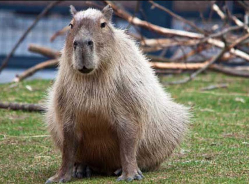 Hunters advised: No iguana hunting in PoS, and eat all the Capybaras ...