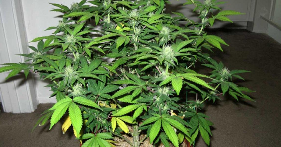 'Why I sold ganja' - Teen tells heartbreaking story | Local News ...
