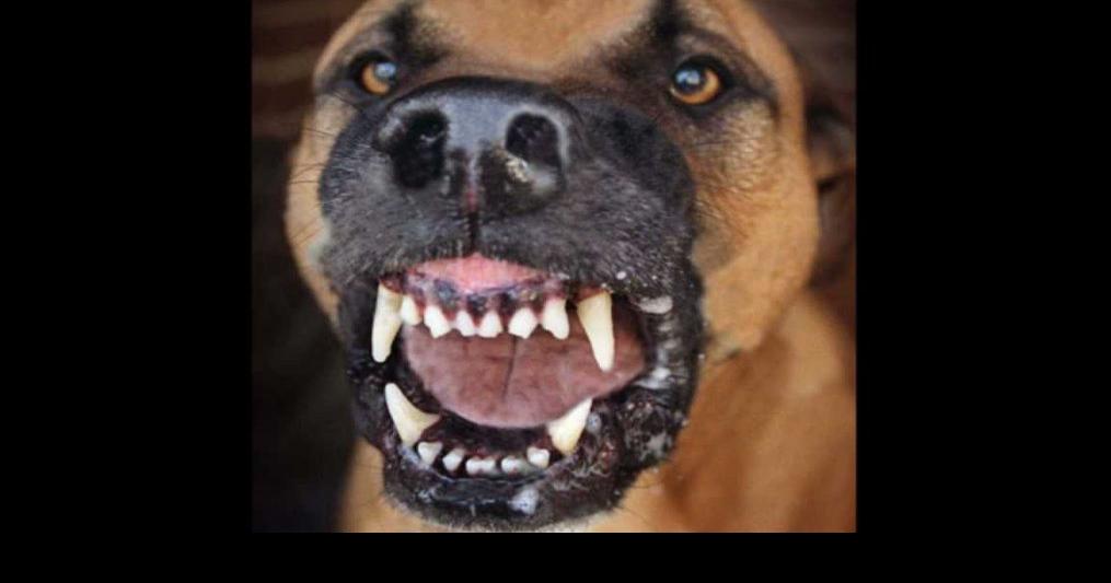 Cops kill pit bulls terrorising neighbourhood | News Extra ...