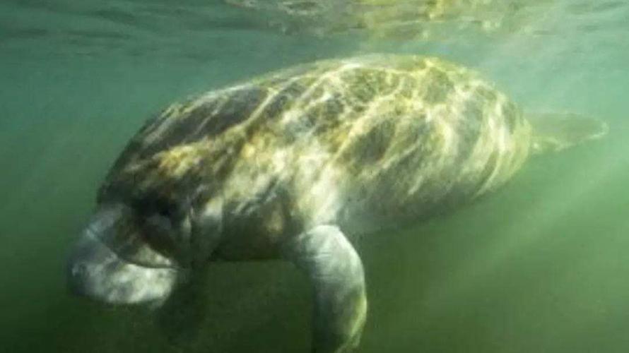 Tico, the runaway manatee has been caught | Features Local ...