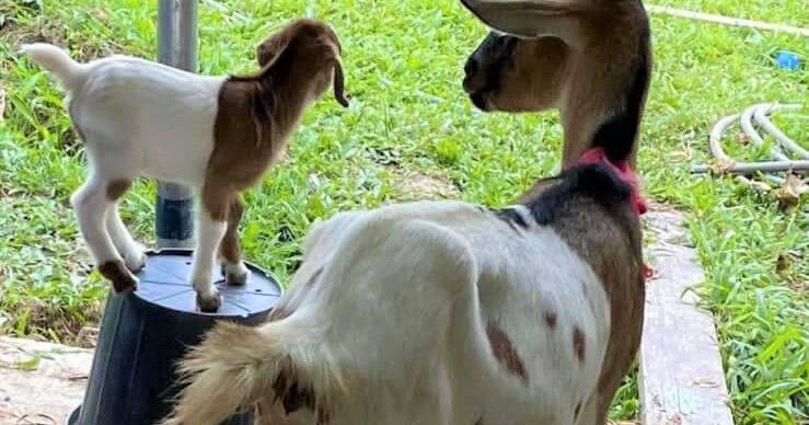 7 goats stolen, forced into a station wagon | News Extra ...