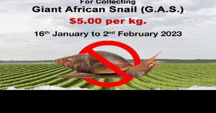 The race to capture the Giant African Snail is on | Local News ...