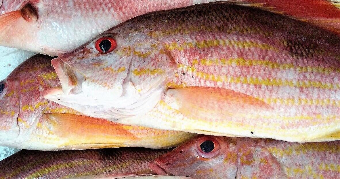 Less than 1% of T&T fish exports go to EU | Local Business ...