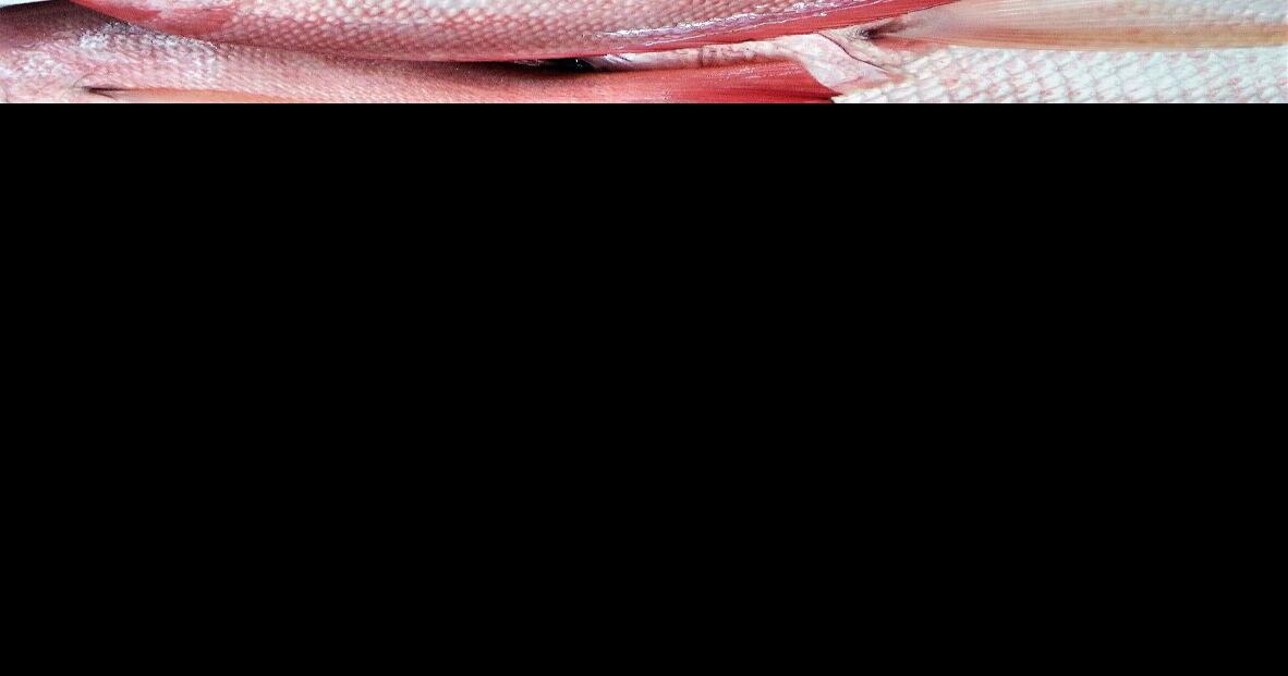 Less than 1% of T&T fish exports go to EU | Local Business ...