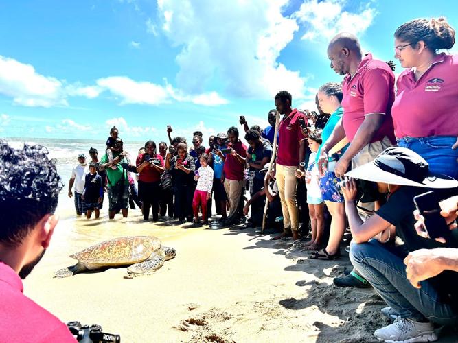 Back to the sea for turtle Maya | News Extra | trinidadexpress.com