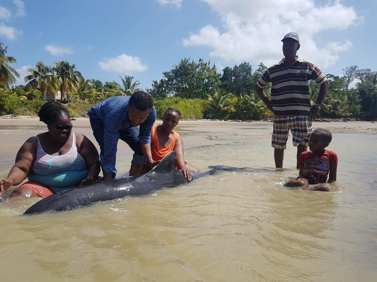 Whale saved by the people of Moruga | News Extra | trinidadexpress.com