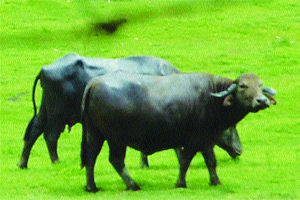 Expert: Buffalypso still a good source of meat and milk A dying breed ...