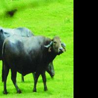 Expert: Buffalypso still a good source of meat and milk A dying breed ...