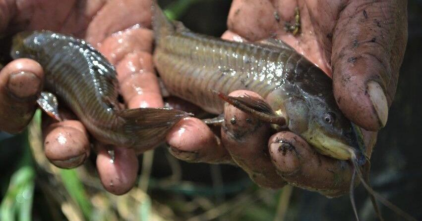 Getting muddy after cascadoux | Features Local | trinidadexpress.com