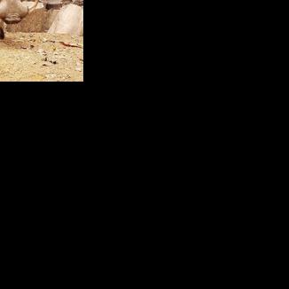 Real-life Pumbaa! | Features Local | trinidadexpress.com