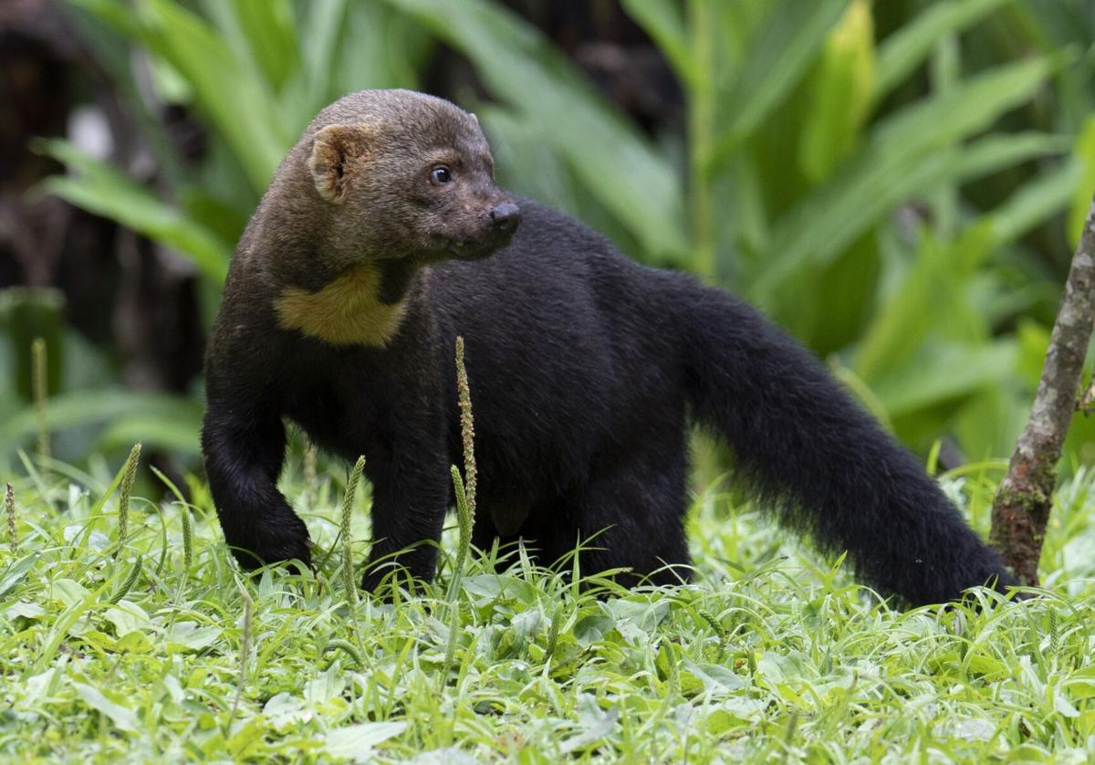 The elusive tayra | Features Local | trinidadexpress.com