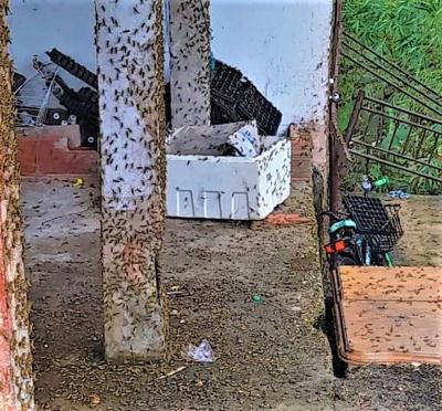 Locust attack in Rio Claro | News Extra | trinidadexpress.com