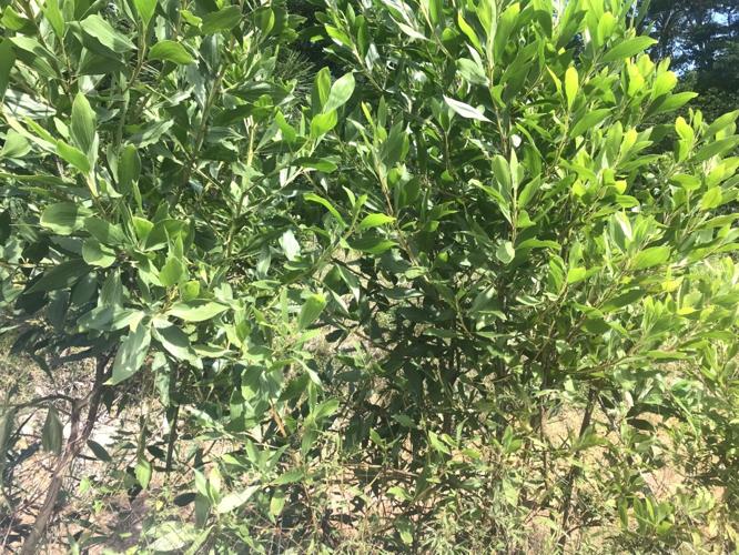 The invasive acacia | Features Local | trinidadexpress.com