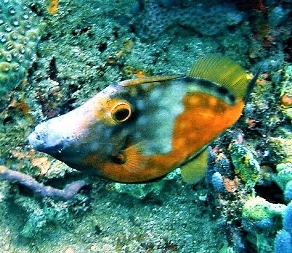 As seasons change | Features Local | trinidadexpress.com