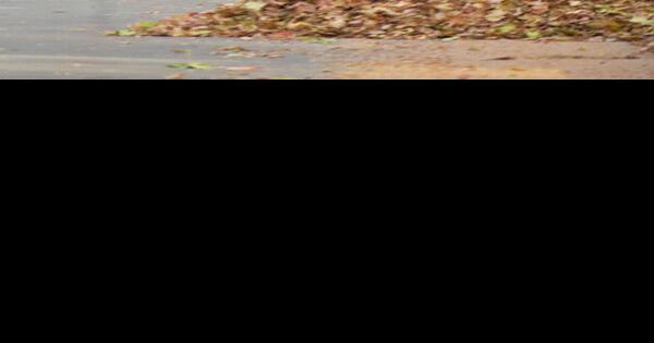 Leaves cleanup | | trinityjournal.com