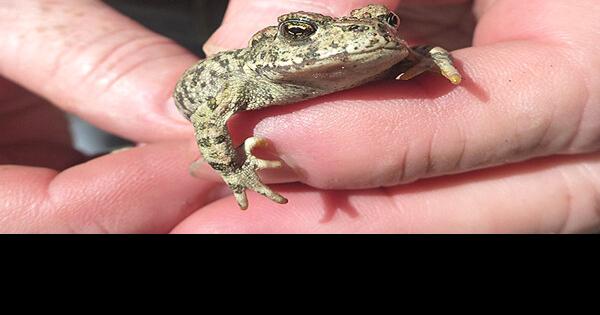 Western Toad – warts and all | Columnists | trinityjournal.com