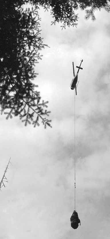 Board renews helicopter contract for marijuana recon, clean-up ...