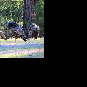 A rafter of turkeys in Junction City | Local News | trinityjournal.com