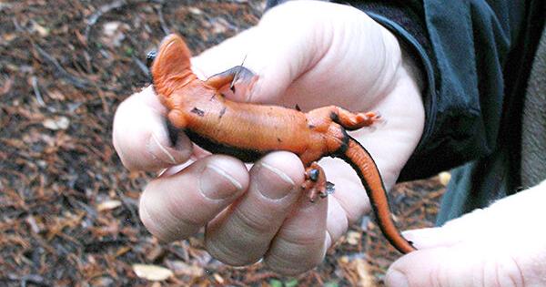 Not your witches' brew: Eye of newt | Columnists | trinityjournal.com