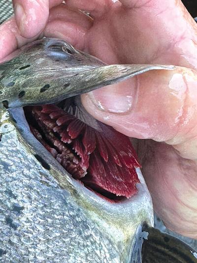 Gill rot trending downward, monitoring continues | Environment ...