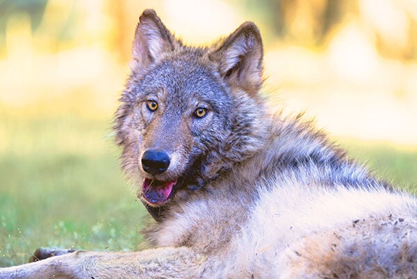 Wolves expand in Northern California as Trinity monitors | Environment ...