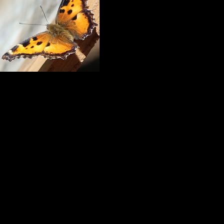 Tortoiseshell butterflies, partners in fire protection | Environment ...