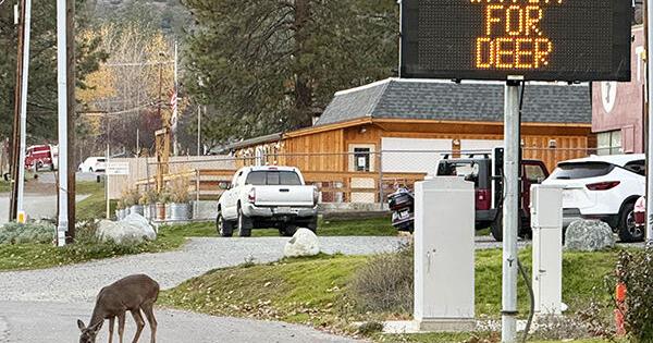 Watch for deer, deer agrees | Local News | trinityjournal.com