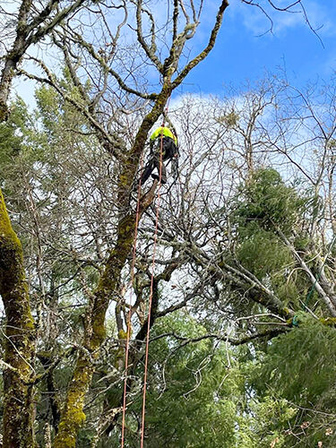 Tree service is a family affair | Columnists | trinityjournal.com