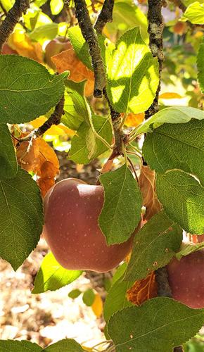 Second annual Apple Festival Saturday | Festivals | trinityjournal.com