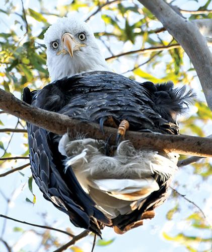 Bald Eagle, beyond our national symbol, a spiritual symbol | Columnists ...