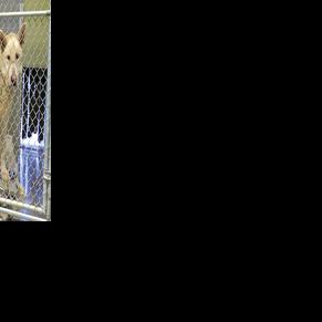 Animal Control close to euthanizing | Local News | trinityjournal.com