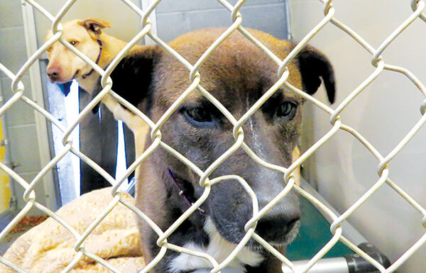 Animal Control close to euthanizing | Local News | trinityjournal.com