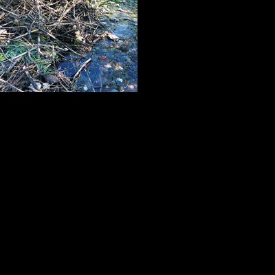 Destroyed beaver dam prompts board action | Local News | trinityjournal.com