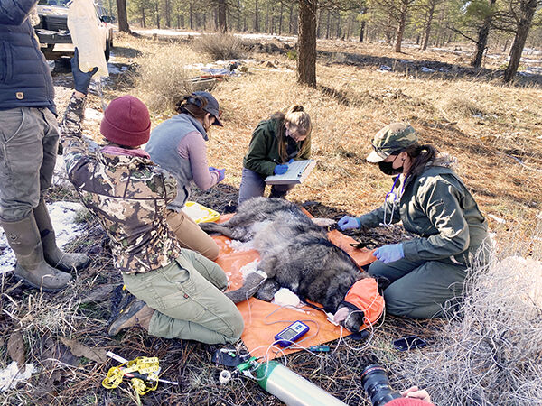 Wolves expand in Northern California as Trinity monitors | Environment ...