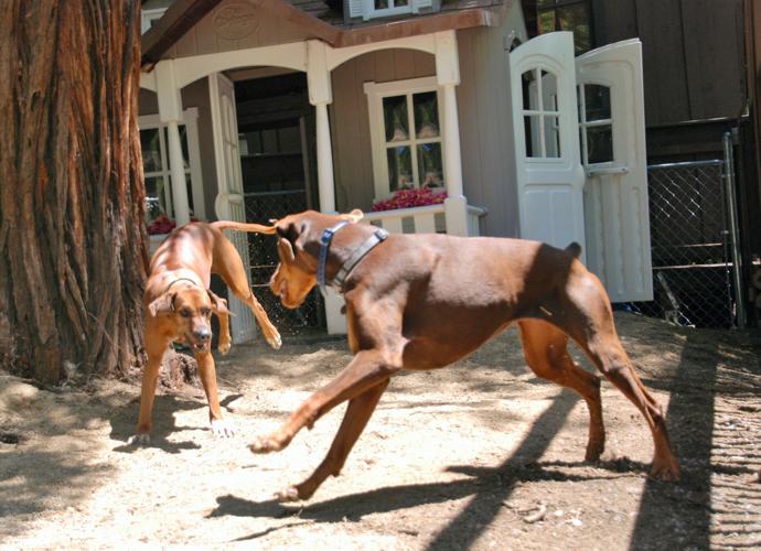 Family friendly changes this season at Trinity Alps Resort | Local News ...