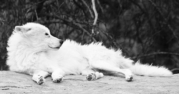 Wolves in our backyard | Environment | trinityjournal.com